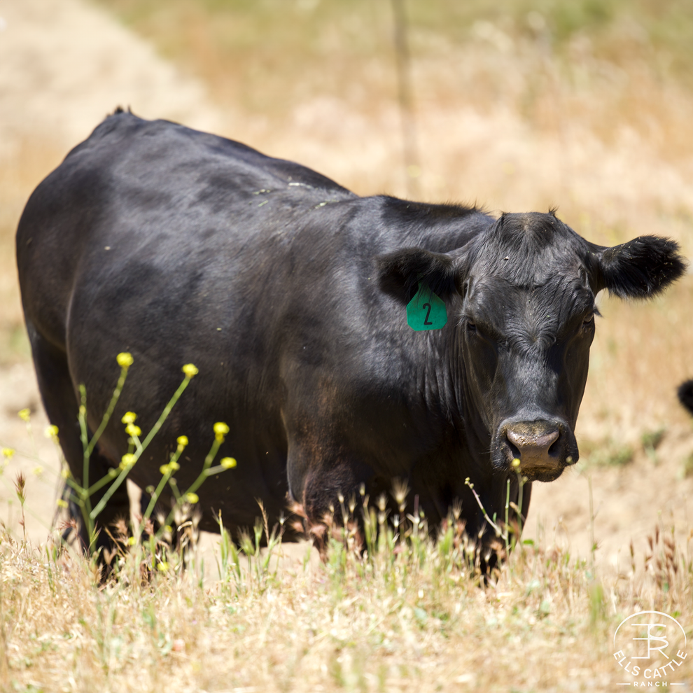 Black Angus Half Beef Share Deposit - 2026 – Ells Cattle Ranch