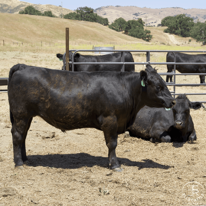 Black Angus Half Beef Share Deposit - 2026 – Ells Cattle Ranch